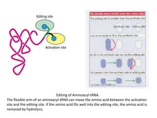 Aminoacyl tRNA synthetase | PPTX