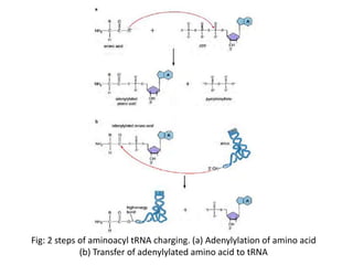 Aminoacyl Trna Synthetase Mechanism