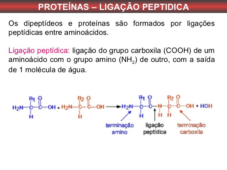 Aminoác. e proteínasfinal