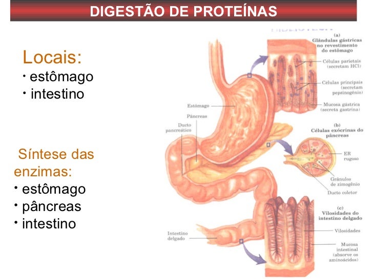 Aminoác. e proteínasfinal