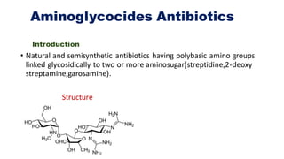 Aminoglycocides antibiotics | PDF