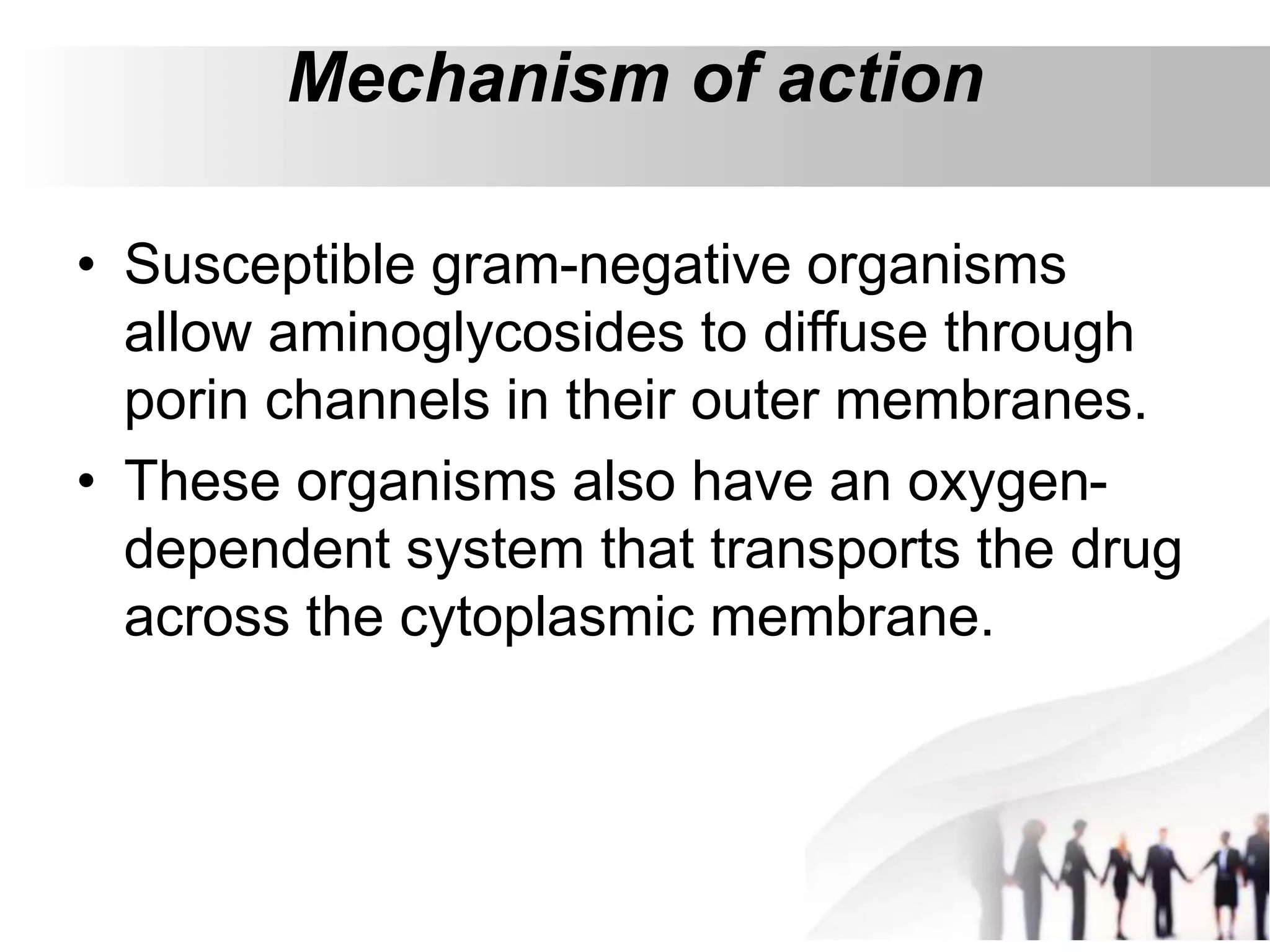 Antibiotic Aminoglycoside history,classification,mechanism of action ...