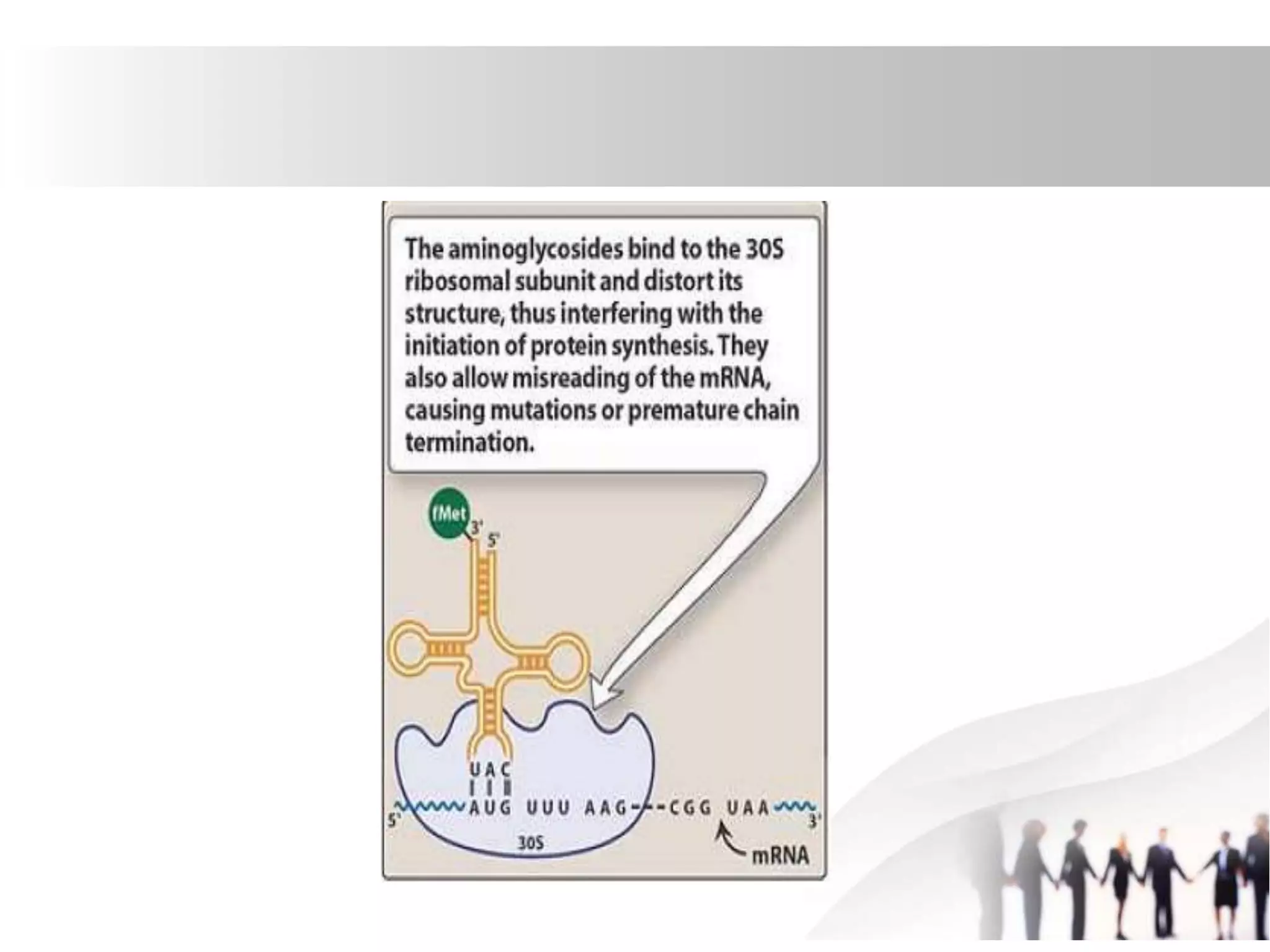 Antibiotic Aminoglycoside history,classification,mechanism of action ...