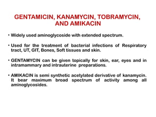 aminoglycoside.pptx antimicrobial agents | PPTX