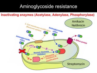 Aminoglycoside.powerpoint presentation. ppt | PPTX