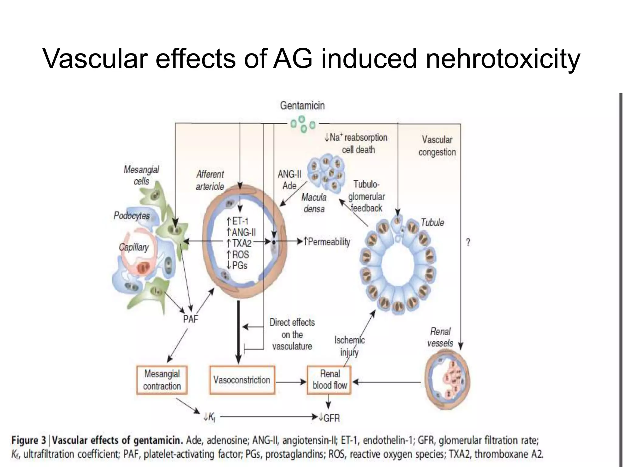 Aminoglycoside induced nephrotoxicity | PPTX
