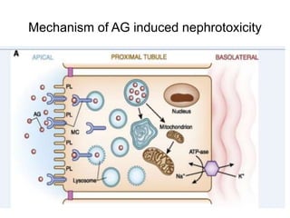 Aminoglycoside induced nephrotoxicity | PPTX