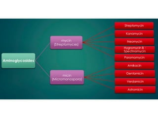 Aminoglycoside and spectinomycin | PDF
