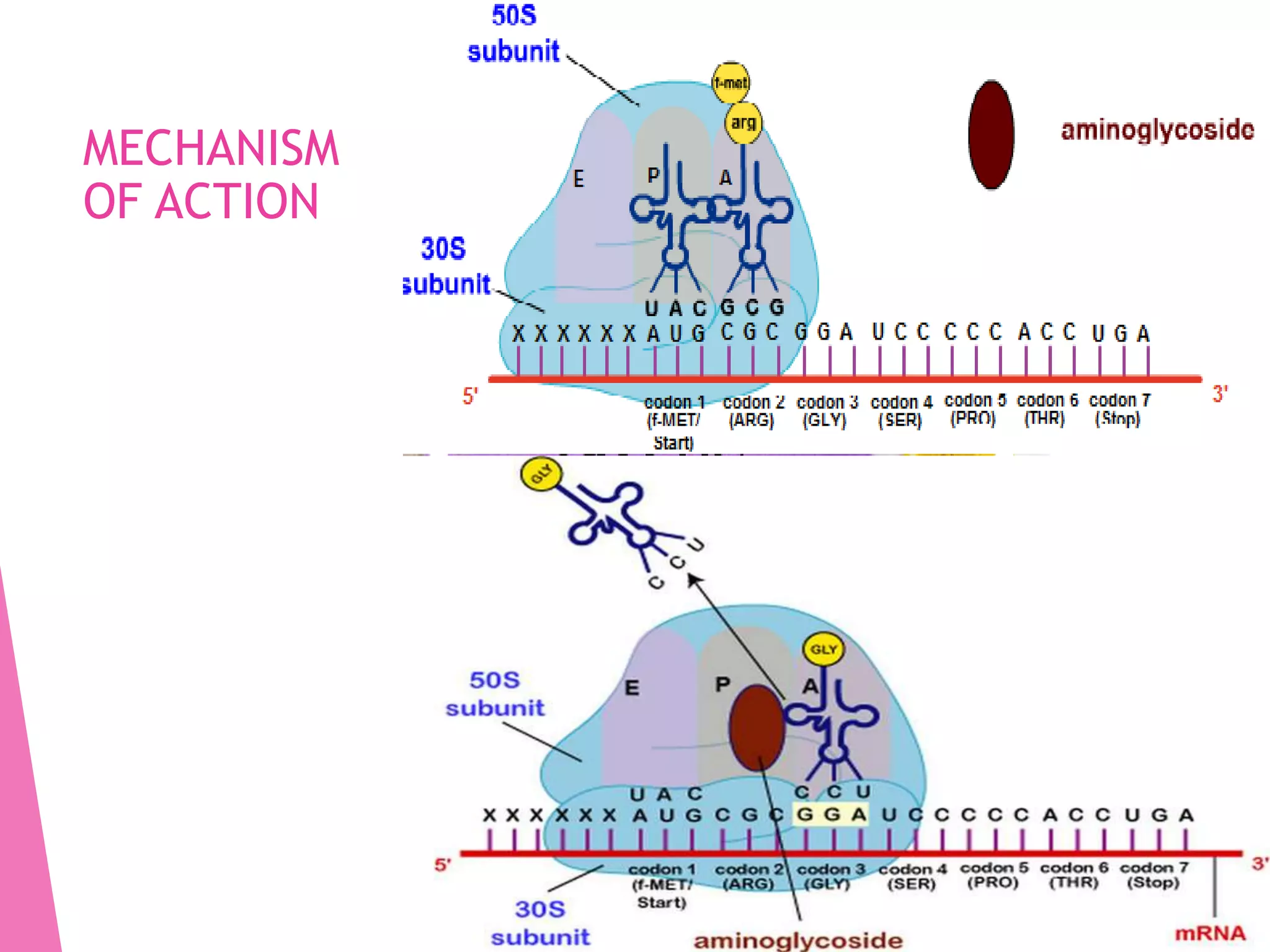 Aminoglycoside Antibiotics.pptx