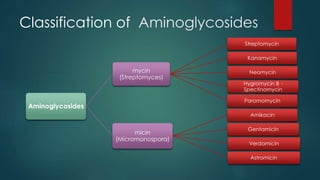 Aminoglycosides | PPTX