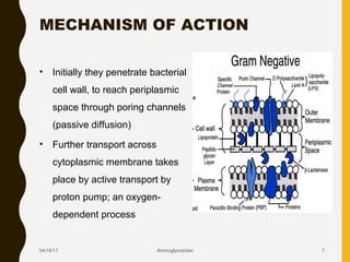 mechanism of amino glycosides in nephro and oto toxicity | PPT