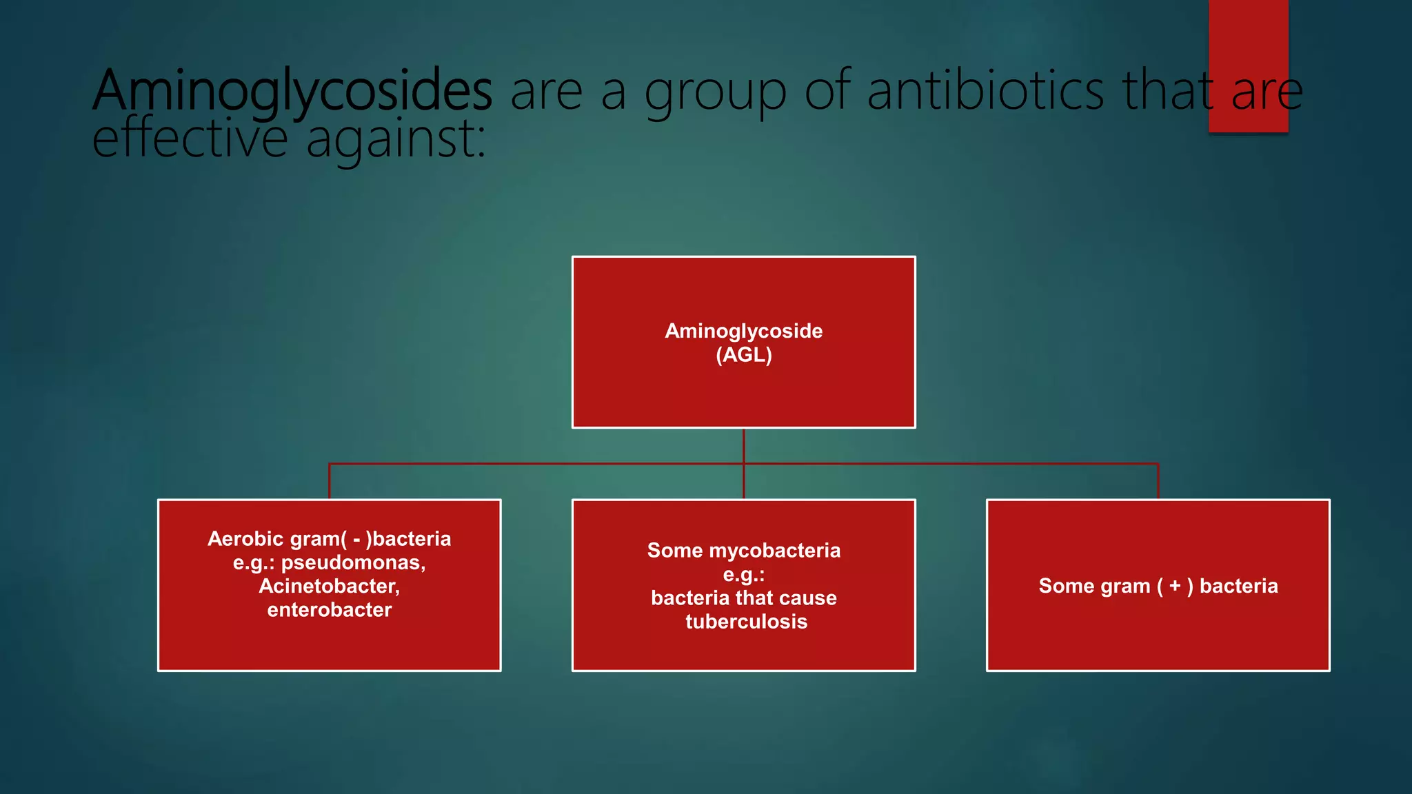 Aminoglycosides Antibiotic | PPTX