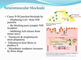 Aminoglycosides | PPTX