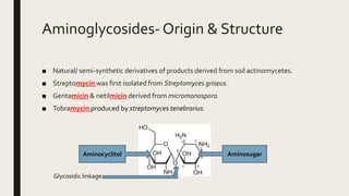 Aminoglycosides | PPTX