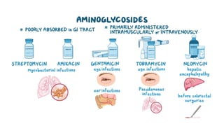 Aminoglycosides Antibiotics | PDF