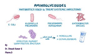 Aminoglycosides Antibiotics | PPT