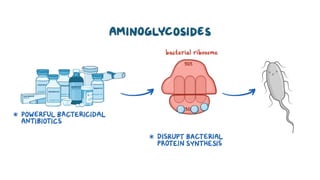 Aminoglycosides Antibiotics | PPT