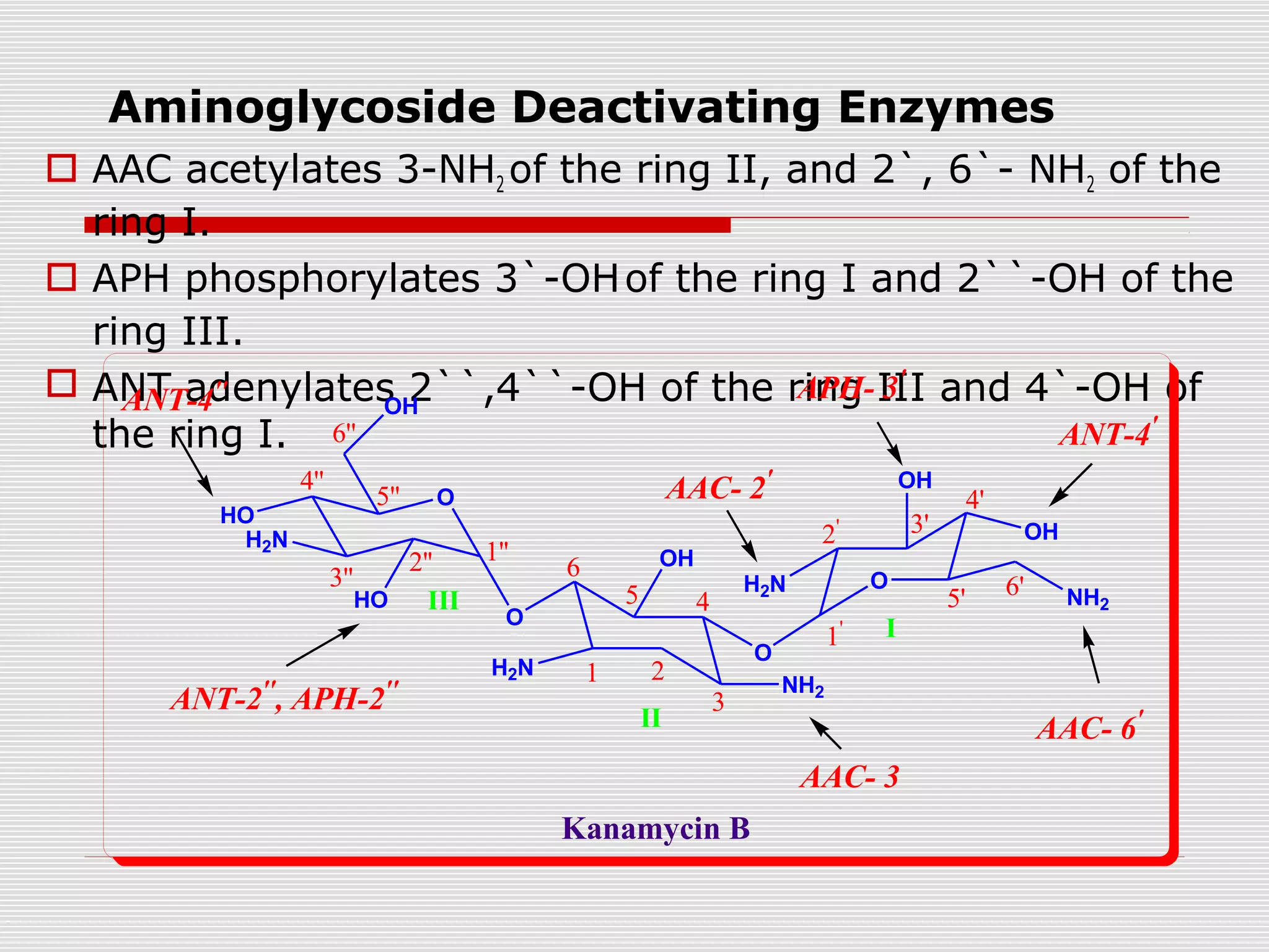 Aminoglycosides(medicinal chemistry by p.ravisankar) | PPT