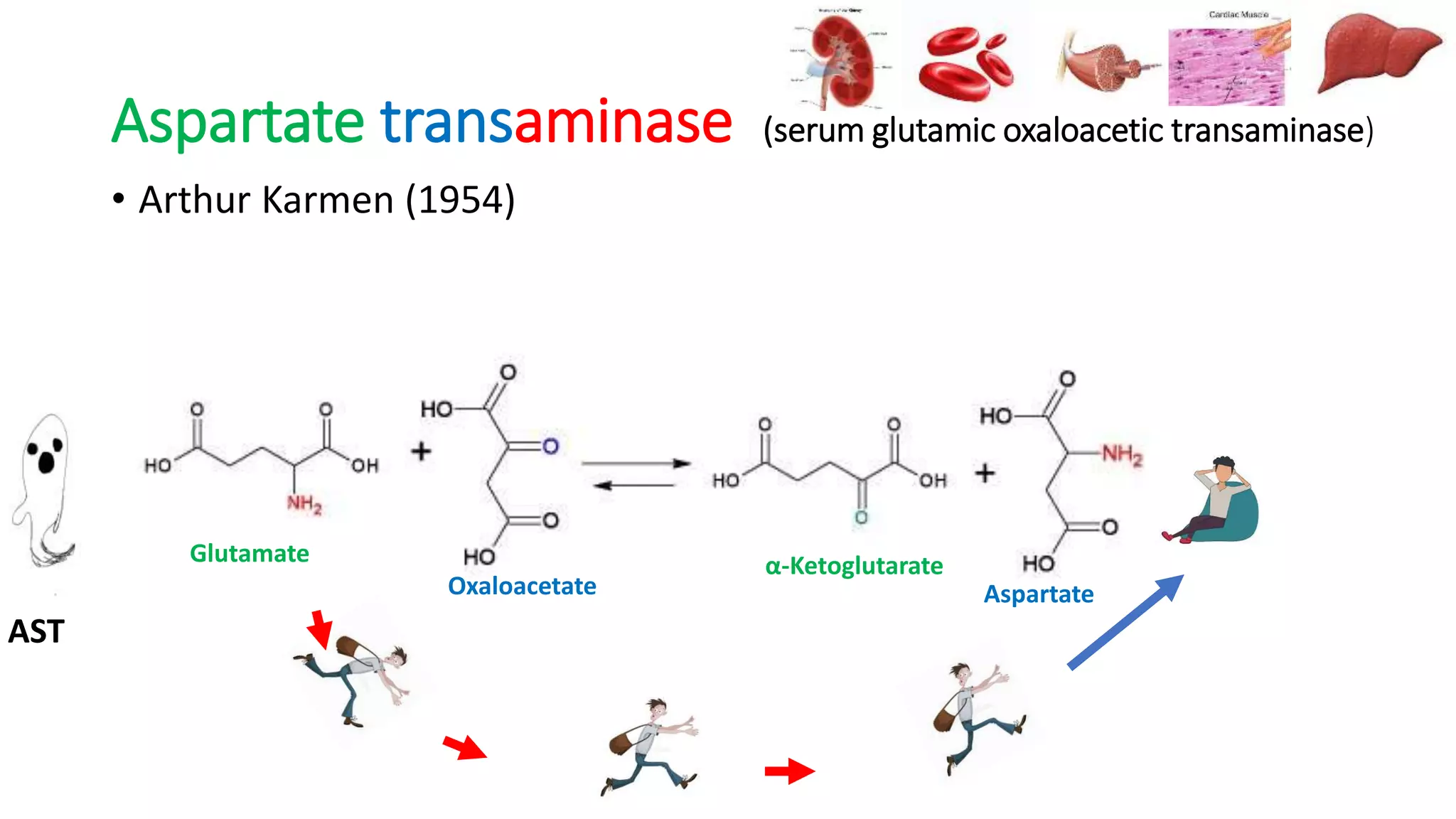 Amino transferases - Basics | PPSX