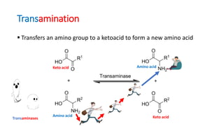 Amino transferases - Basics | PPSX