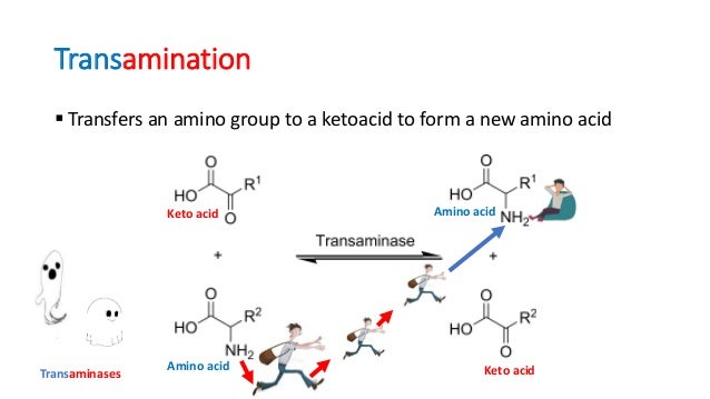 Amino transferases - Basics