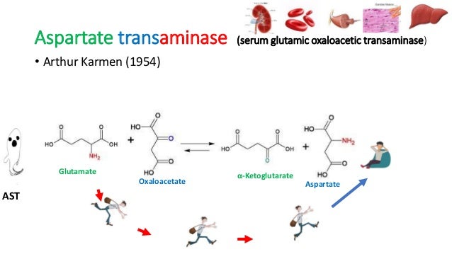 Amino transferases - Basics
