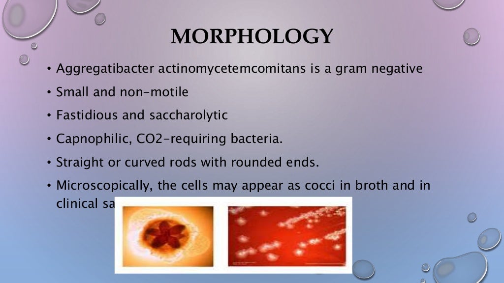 Aggregatibacter Actinomycetemcomitans