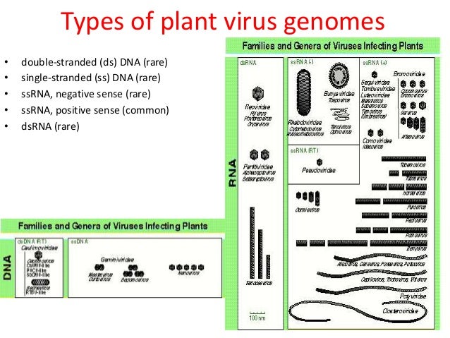 molecular mechanism of viral diseases and biotechnological interventi…
