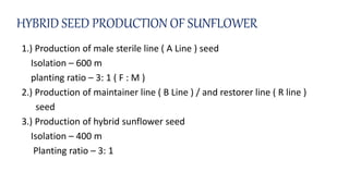 seed production of oil seeds | PPTX