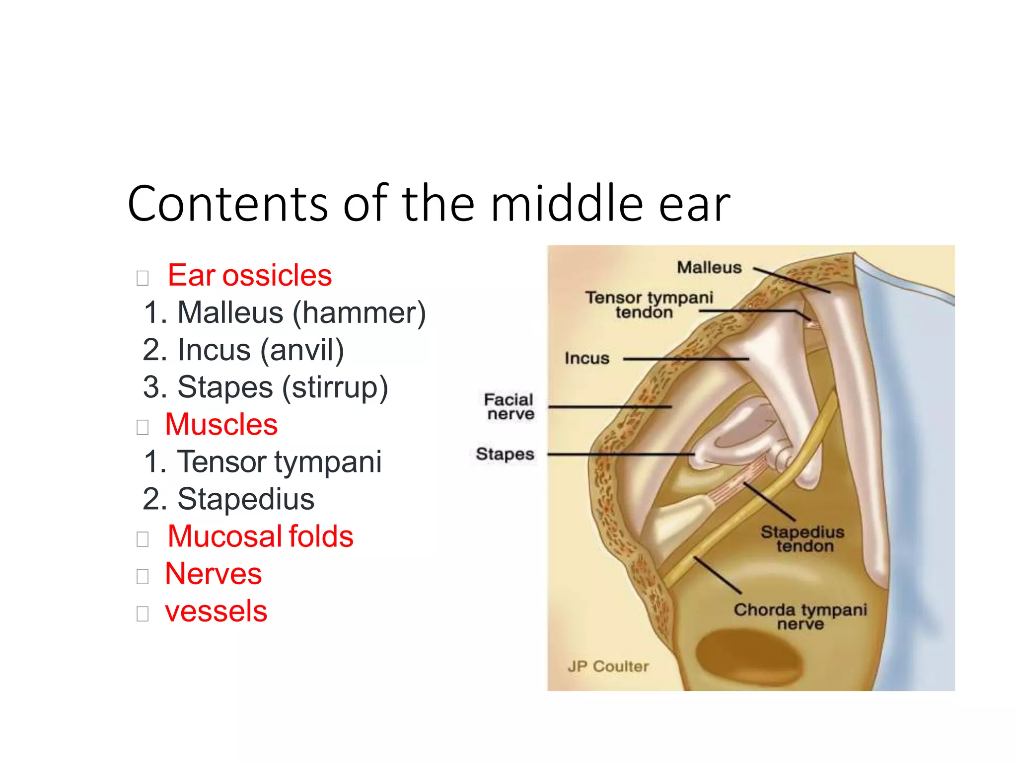 Anatomy of ear | PPTX
