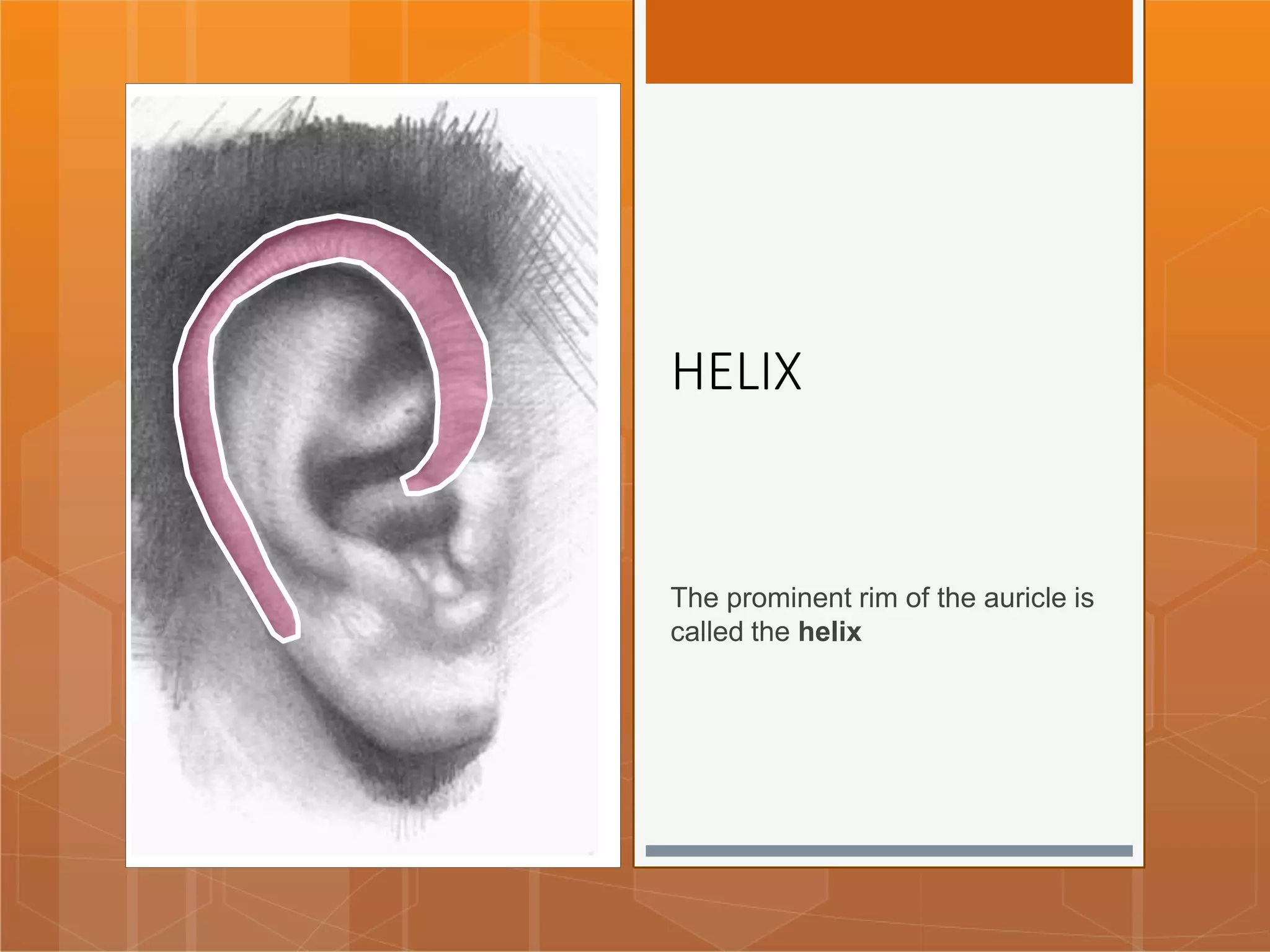 Anatomy of ear | PPTX