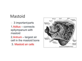 Anatomy of ear | PPTX
