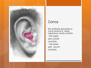 Anatomy of ear | PPTX