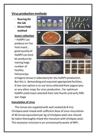 AMIT ent 422 HaNPV productin.docx