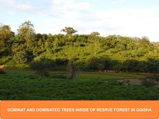 forest biometry | PPTX