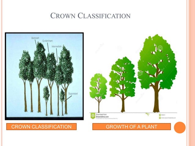 forest biometry | PPTX