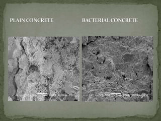 self healing concrete (based on a bio concrete) | PPTX