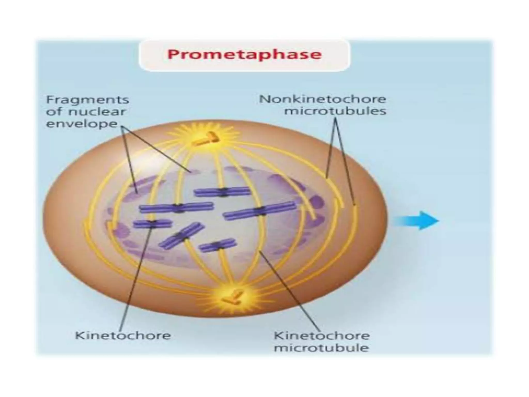 Amitosis dan Mitosis Cell Division | PPTX
