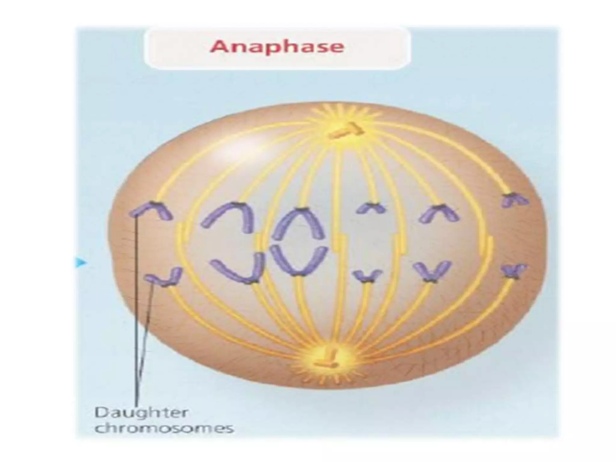Amitosis dan Mitosis Cell Division | PPTX
