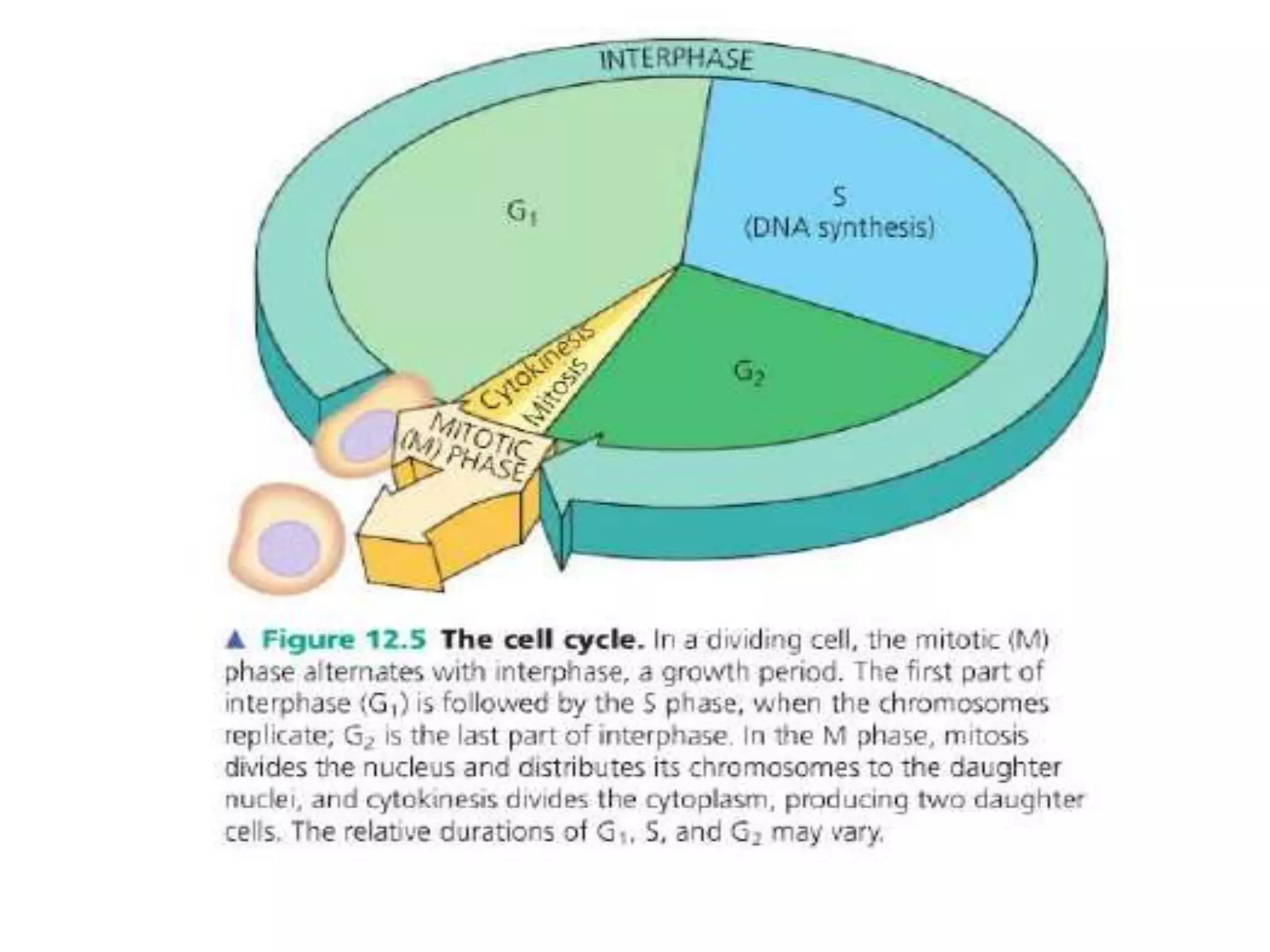 Amitosis dan Mitosis Cell Division | PPTX