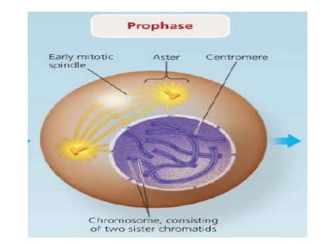 Amitosis dan Mitosis Cell Division | PPTX
