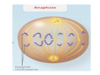 Amitosis dan Mitosis Cell Division | PPTX