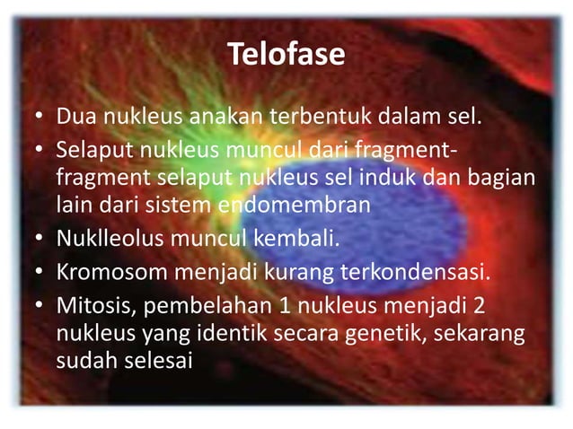 Amitosis dan Mitosis Cell Division | PPTX