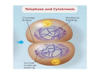 Amitosis dan Mitosis Cell Division | PPTX