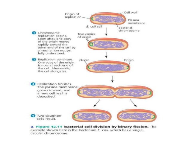 Amitosis dan Mitosis Cell Division | PPTX