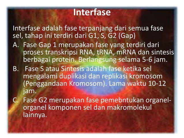 Amitosis dan Mitosis Cell Division | PPTX