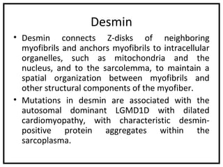Muscle Protiens | PPT