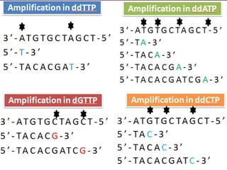 DNA sequencing | PPT