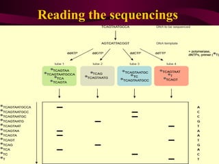 DNA sequencing | PPT