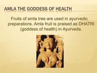 Amla medicinal properies | PPTX